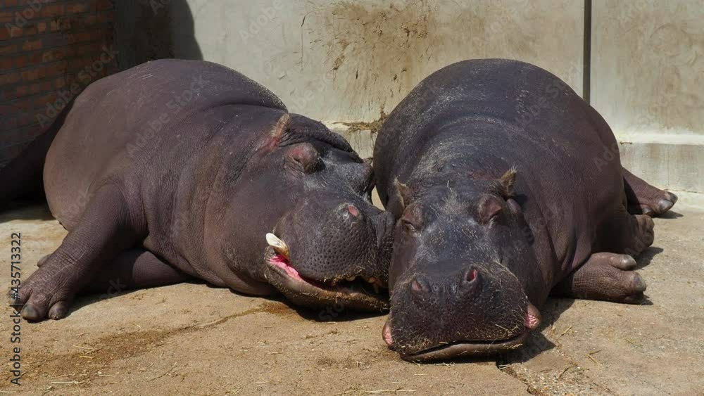 Hippos lie and sleep. Male and female hippos, married couple. The ...