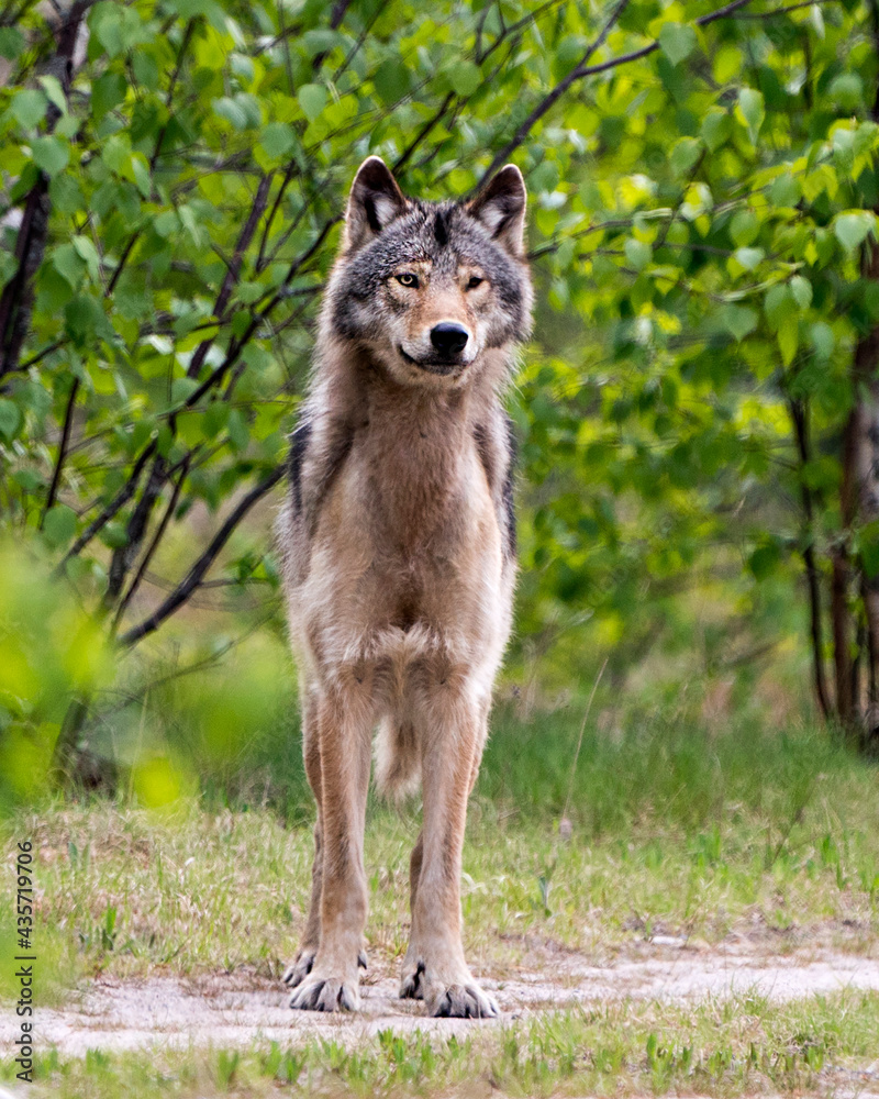 Wolf Photo Stock. Close-up profile front view in the bushes in ...