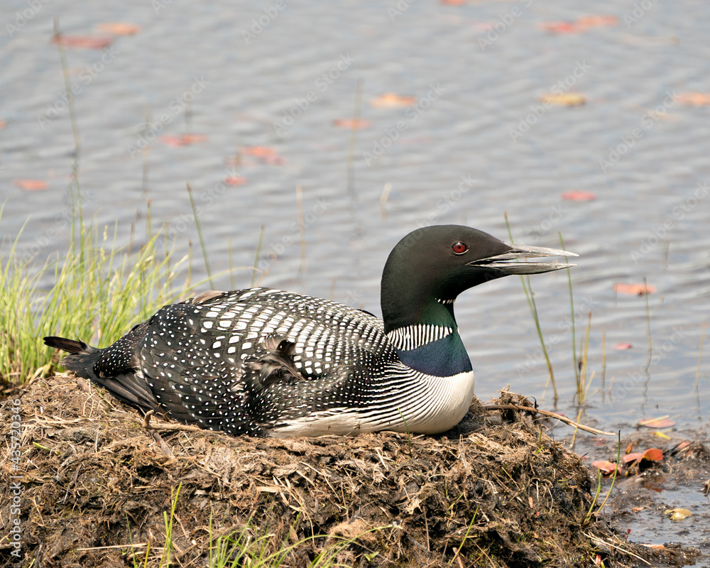 Loon Photo Stock. Loon Brood Eggs. Loon Nest Image. Loon on Lake. Loon ...