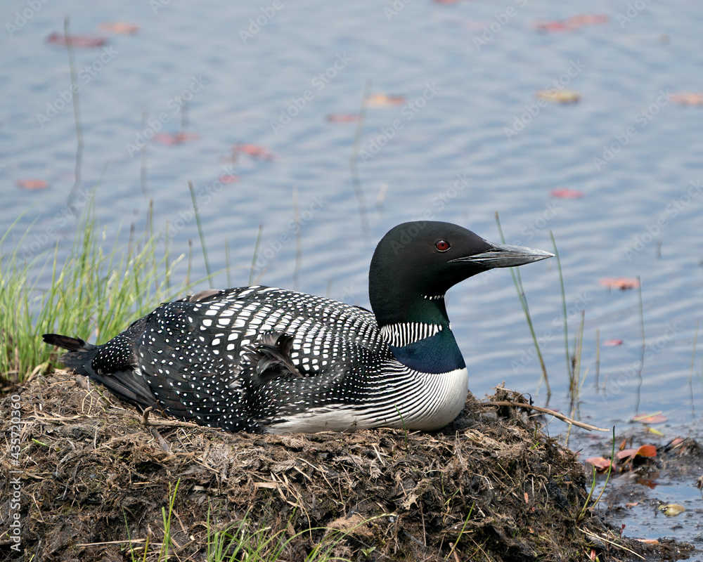 Loon Photo Stock. Loon Brood Eggs. Loon Nest Image. Loon on Lake. Loon ...