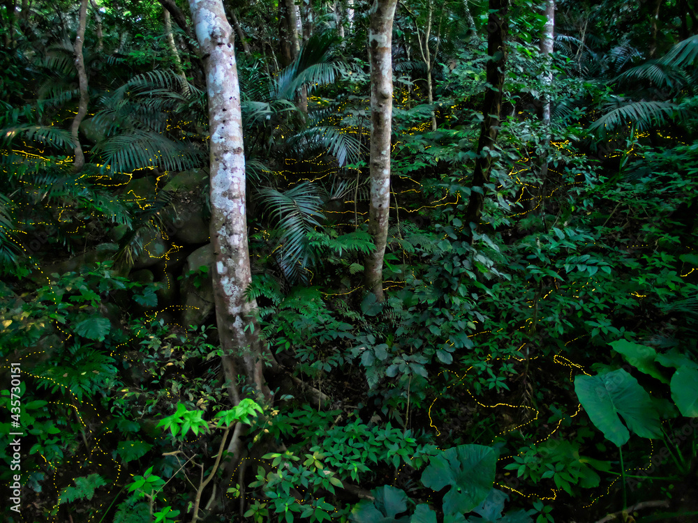 Okinawa,Japan - May 22, 2021: Glow of Yaeyama Hime fireflies at ...