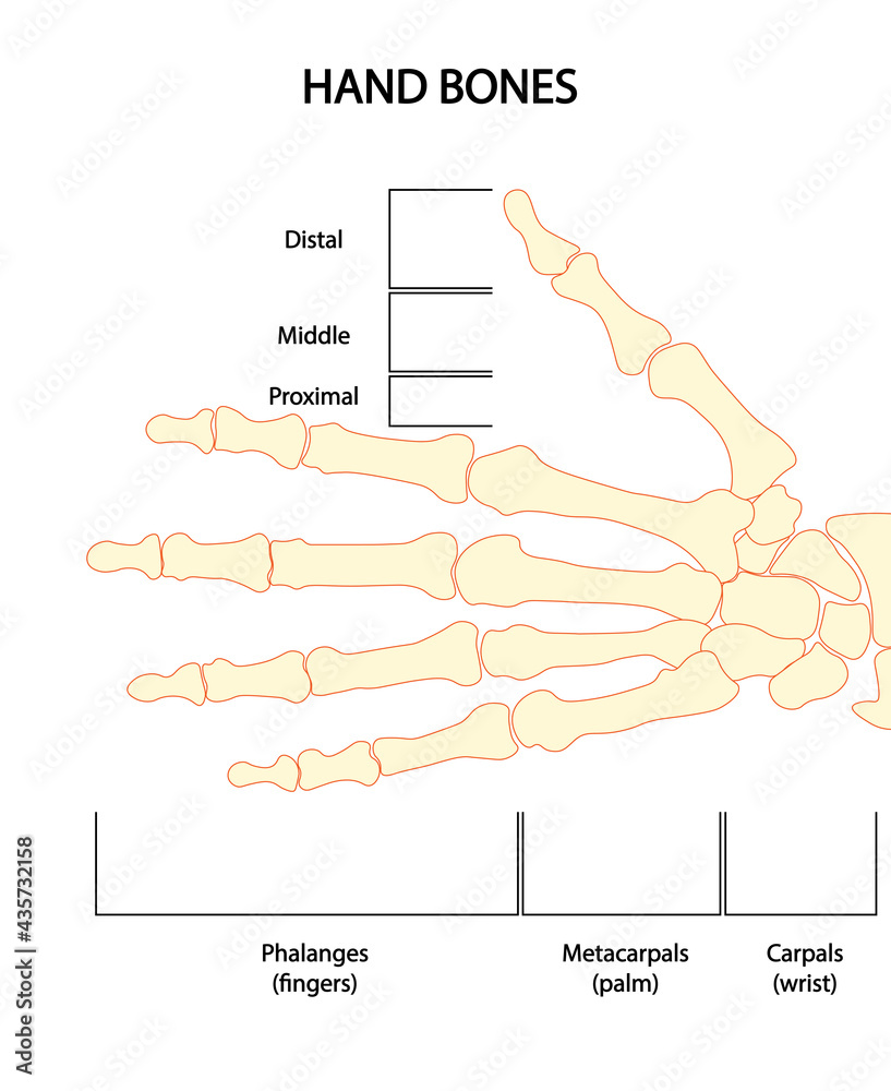 Left And Right Hand Bones