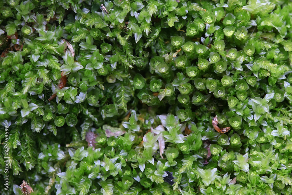 Tetraphis pellucida, commonly known as the pellucid four-tooth moss ...