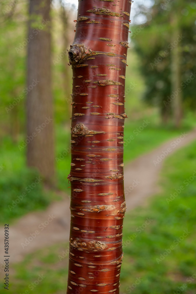 Tibetan Cherry Tree ( Prunus serrula ) growing in an arboretum Stock ...