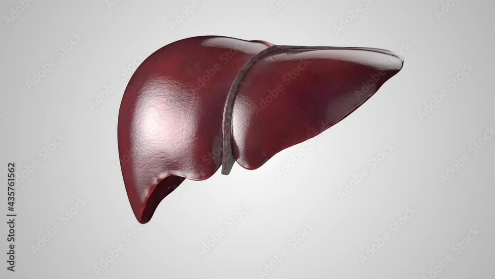 Anatomically accurate realistic 3d animation of human internal organ ...