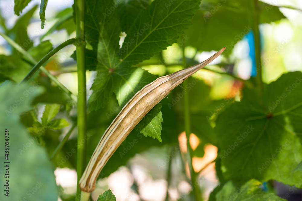 Foto de Old okra vegetable on plant in farm. Toned okra pod mature and ...
