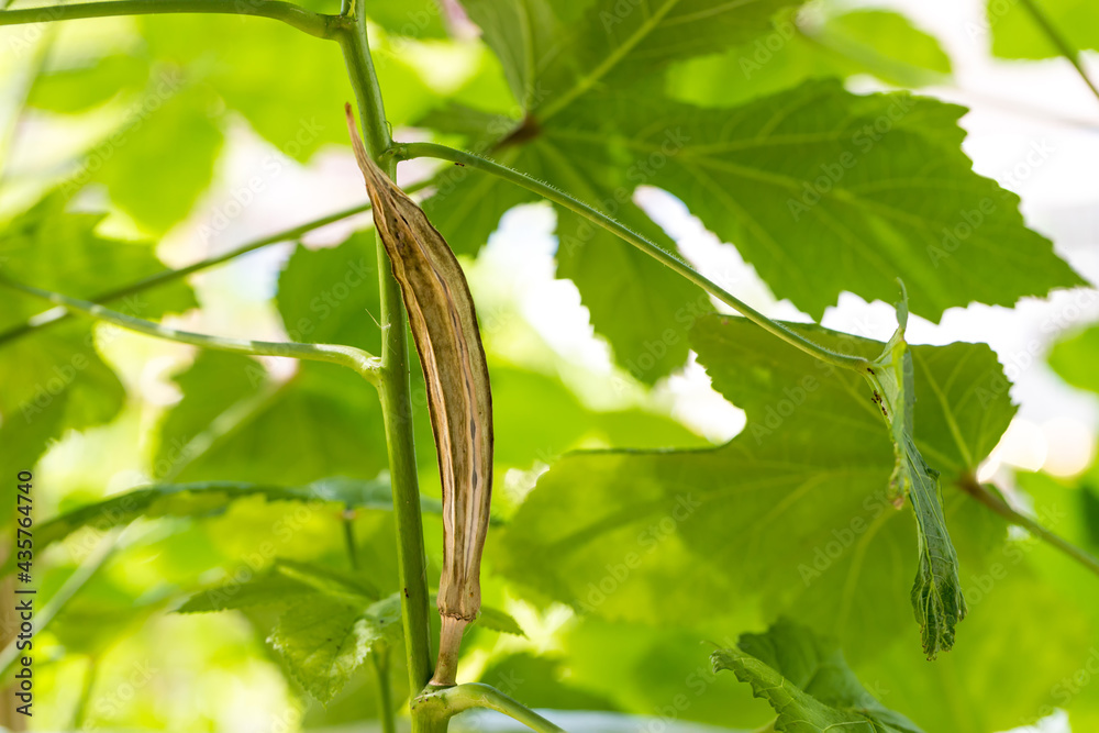 Foto de Old okra vegetable on plant in farm. Toned okra pod mature and ...