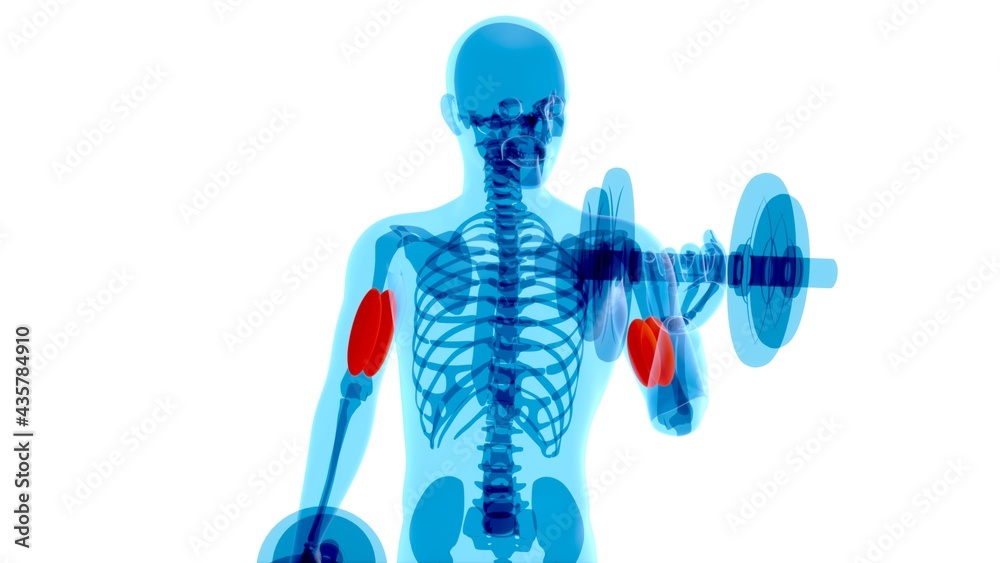 Anatomy of a X-ray man doing Biceps Curls Stock Illustration | Adobe Stock