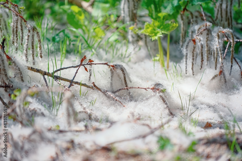 Poplar fluff fell from the branches of a tree the foot of the earth in ...