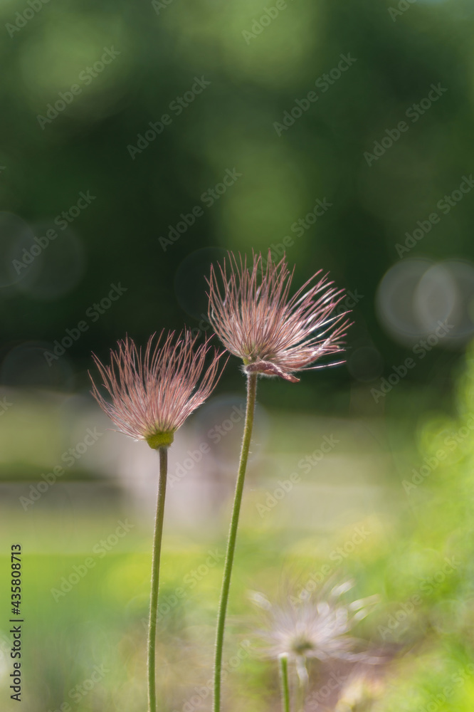 Fluffy heads of the ovary of seeds of the beautiful flower Pulsatilla ...