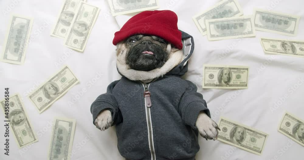 Cute pug dog lying on white bed with lot of money, bunch of fake ...