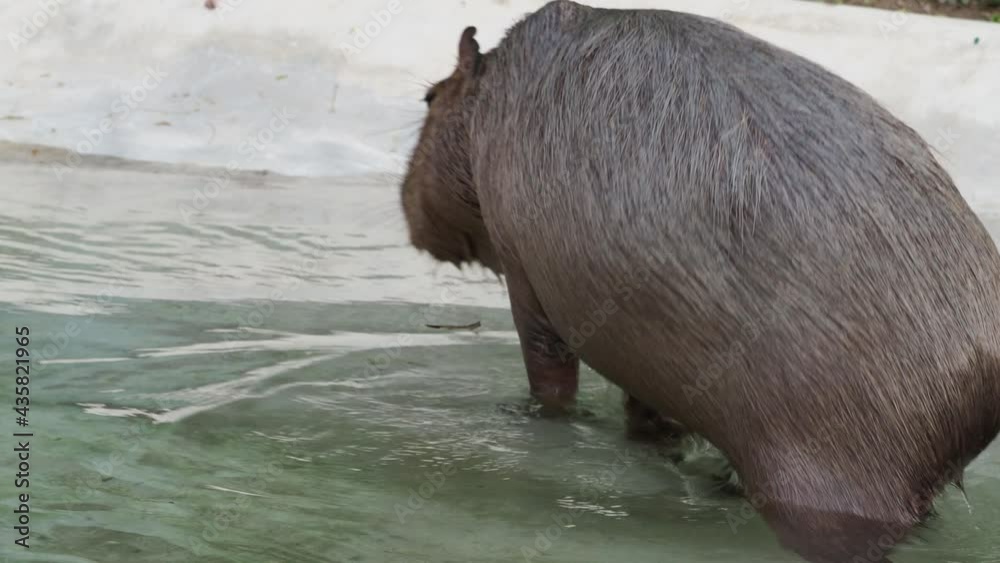 Capybara Life. capybaras walking and swimming. Their pig-shaped bodies ...