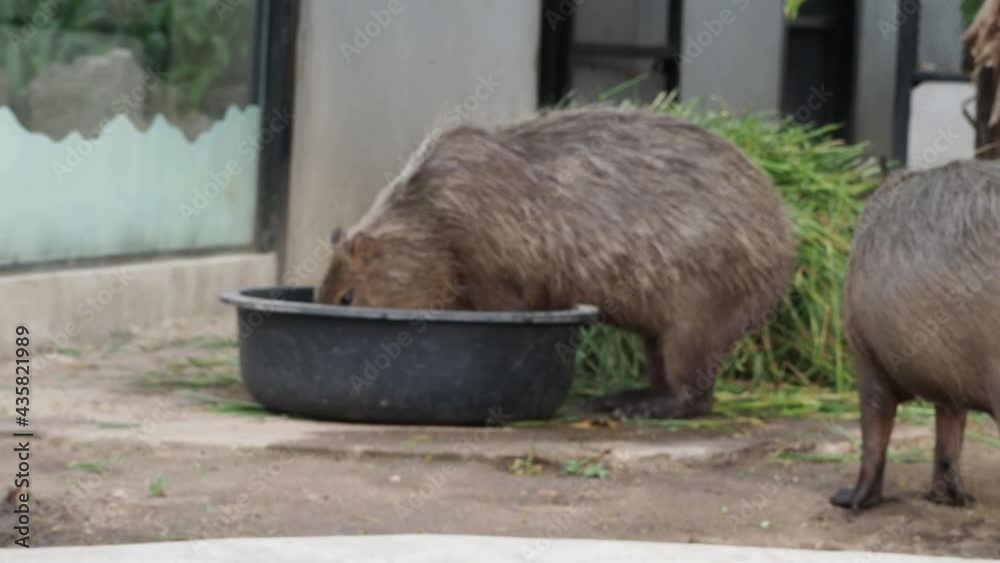 Capybara Life. capybaras walking and swimming. Their pig-shaped bodies ...