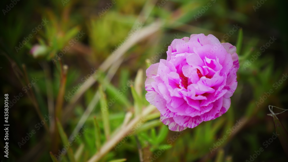 Portulaca grandiflora common names, including rose moss, eleven o'clock ...
