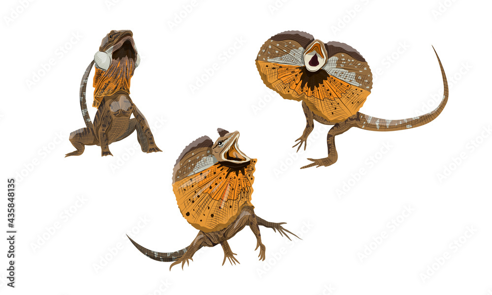 Australian Frilled Lizard Drawings