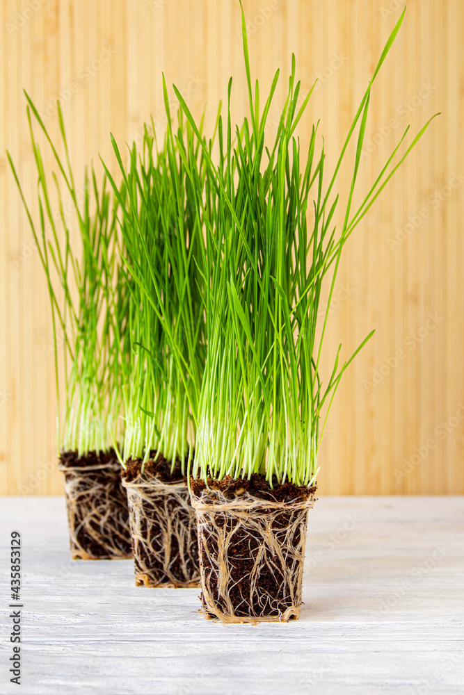 Freshly Sprouted Wheatgrass. Nutritious Pots Of Homegrown Wheatgrass ...