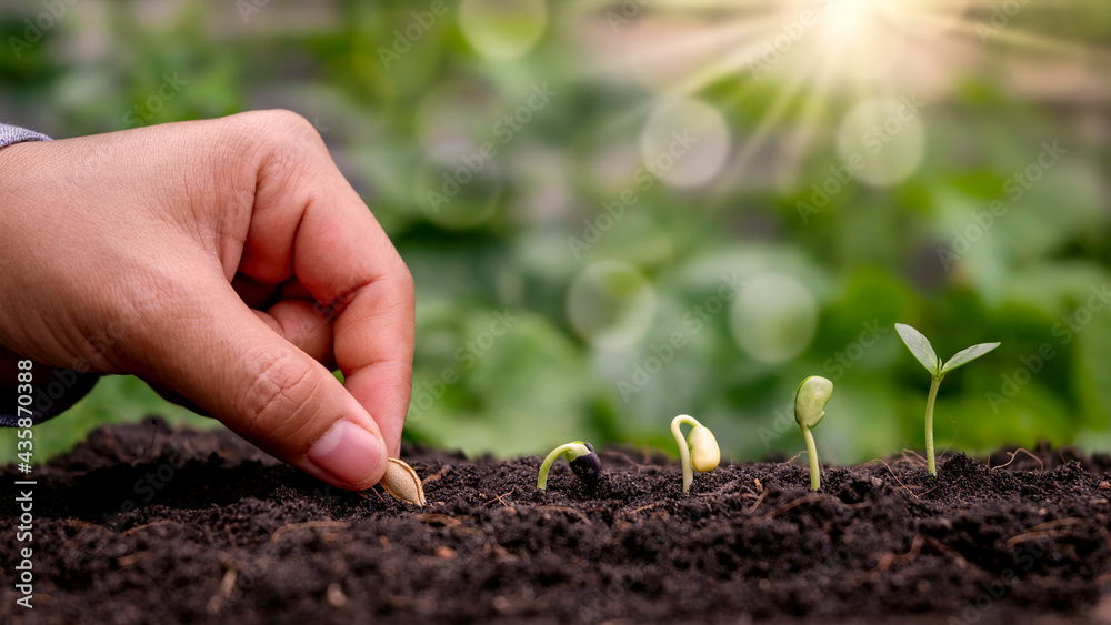 The concept of plant growth. The hands are planting the seeds with the ...