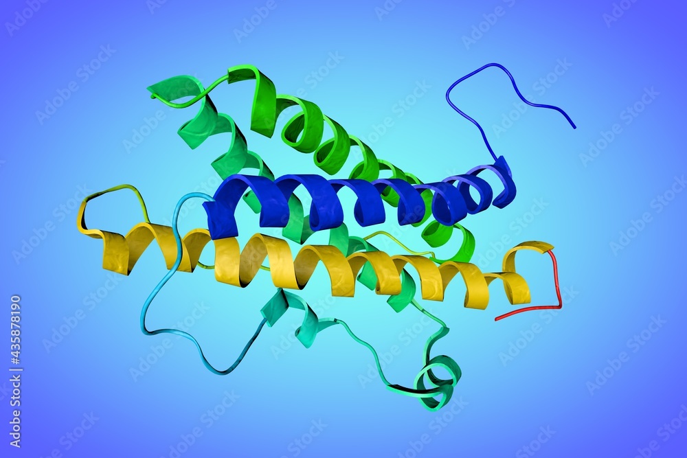 Crystal structure of human prolactin. Ribbons diagram in rainbow colors ...