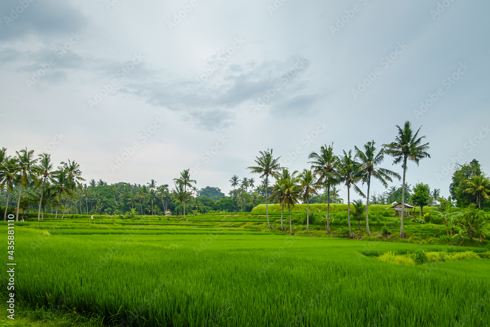 Near Ubud, Bali, the silvery white cloudy sky with the emerald green ...