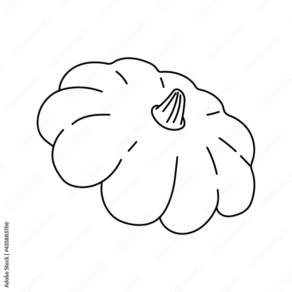 Hand drawn outline squash. Vegetarian healthy food. Vegan, farm ...