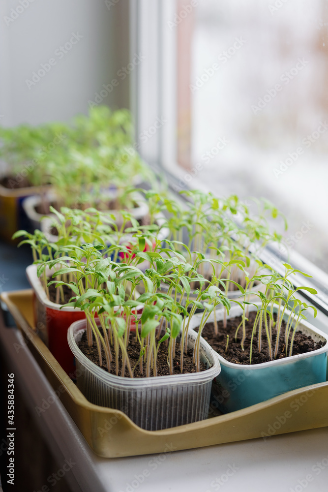 Green plants in pots preparing for the gardening season, seedlings of ...