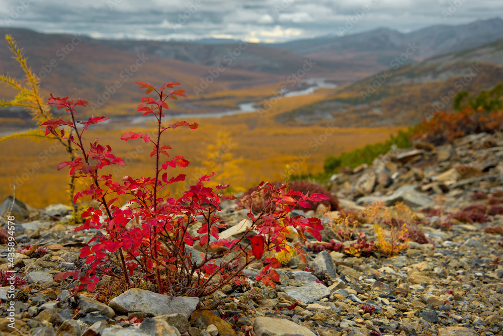 Russia. Far East, Magadan region. Panoramic view of the valley of the ...