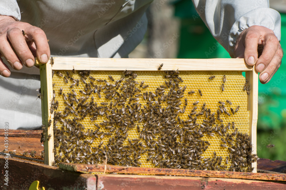 The work of the beekeeper in the apiary. The beekeeper takes out a ...