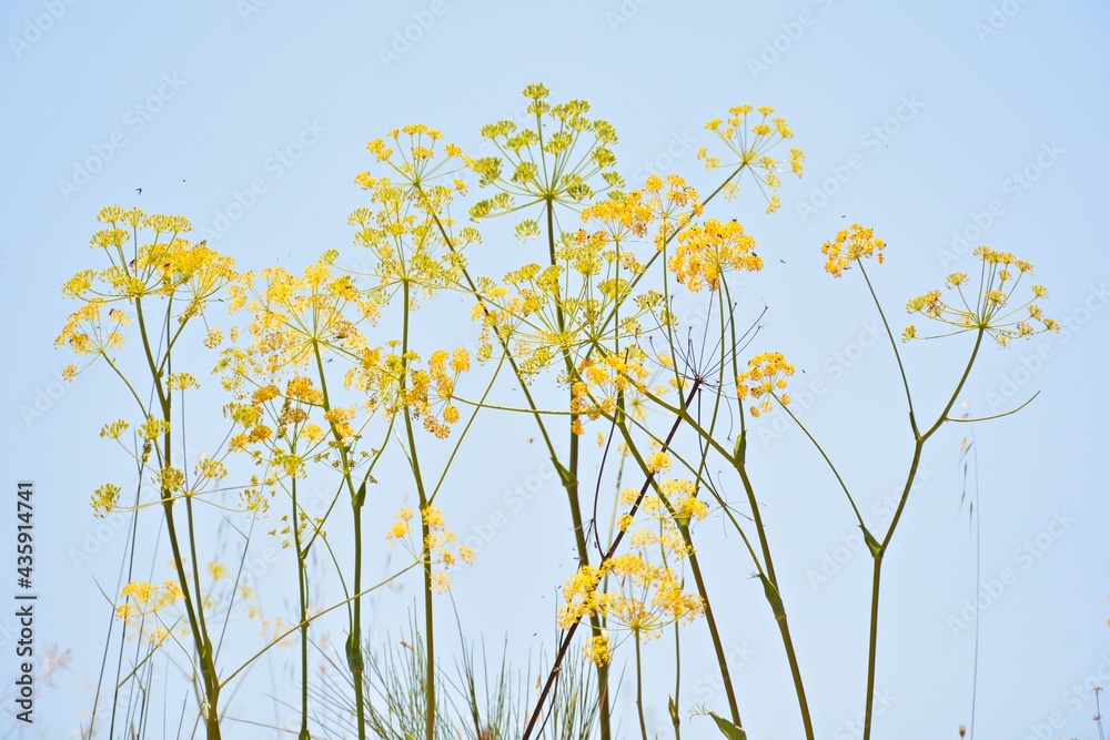 Foto de Plantas de Ferula communis en el campo, cañaheja do Stock ...