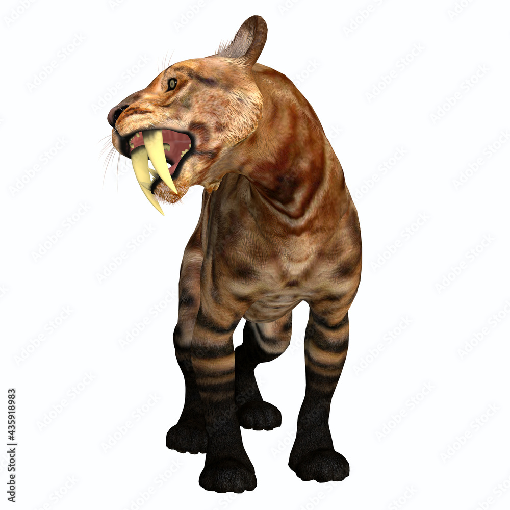 Saber-tooth Cat Fangs - The Saber-tooth Tiger was a carnivorous cat ...