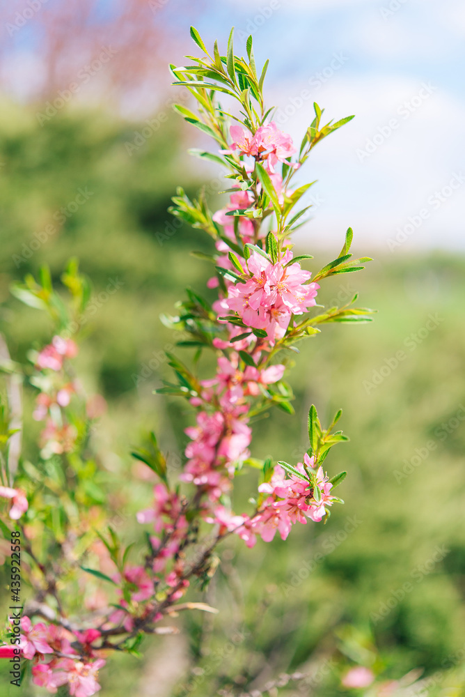 Varietal Cunningham Rhododendron (Rhododendron caucasicum x ...