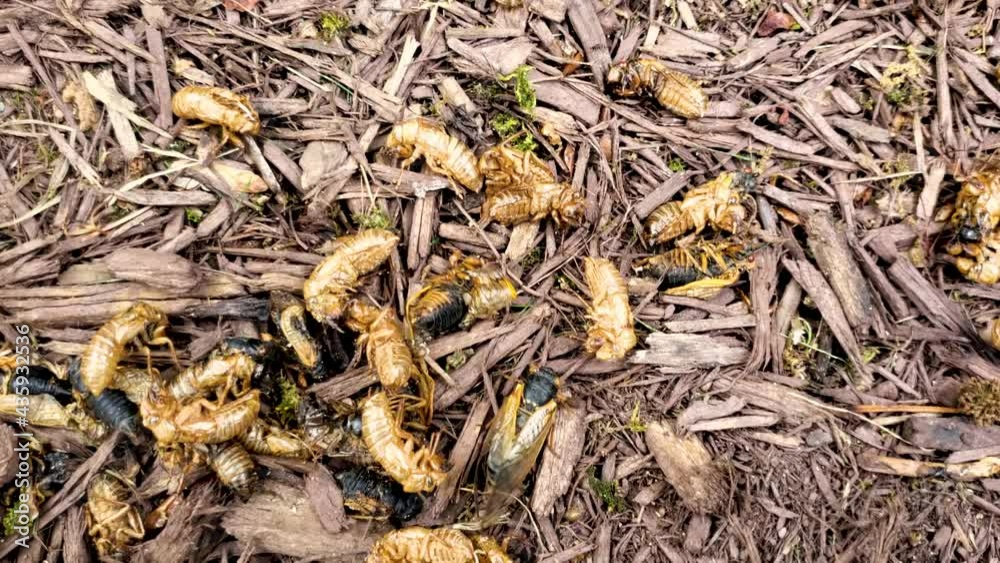 Brood X group of periodical cicadas emerge synchronously every 17 years ...