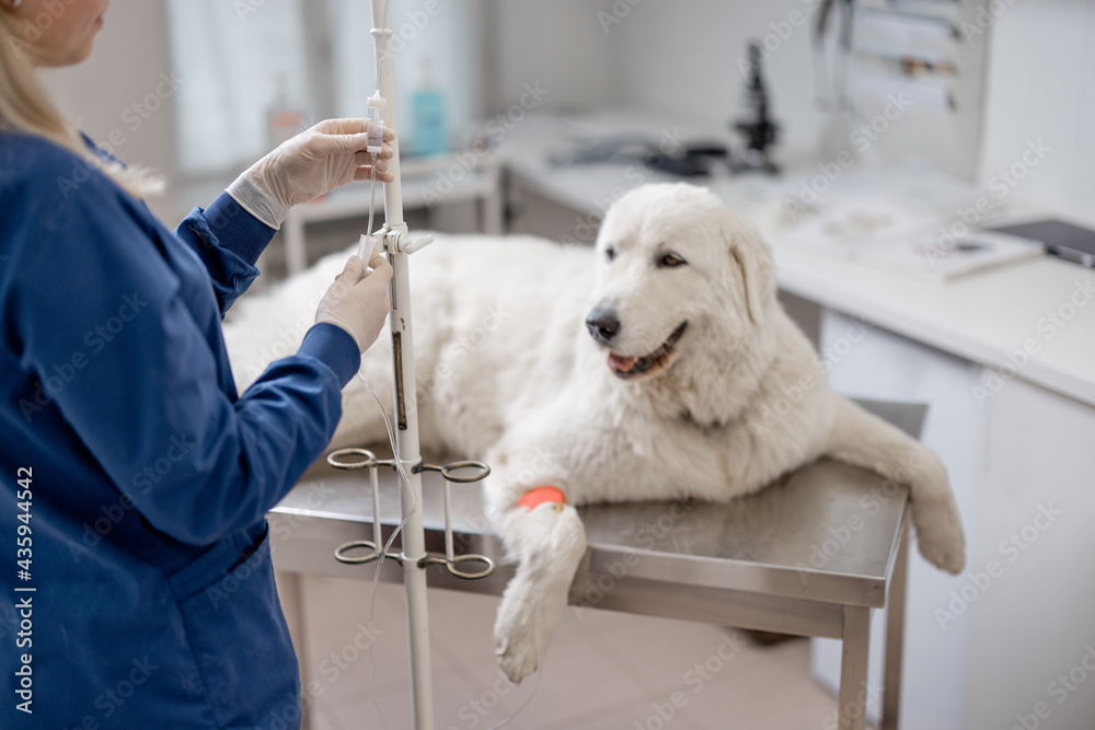 A big white dog on an intravenous therapy lying on examination table ...