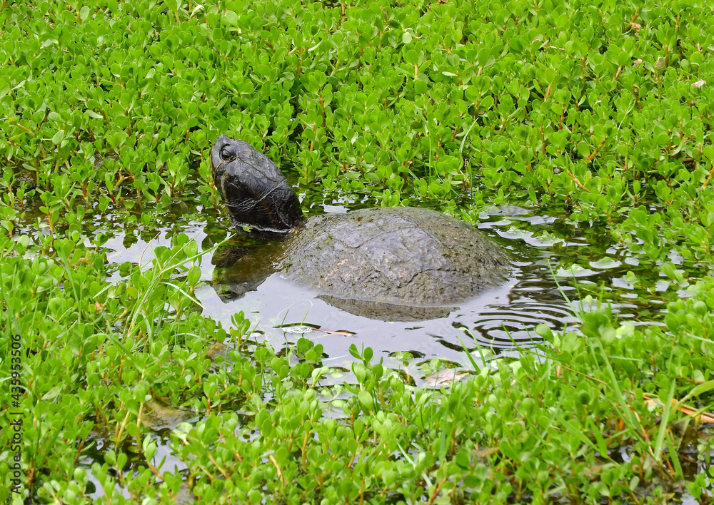 a common musk turtle with characteristic yellow lines on its neck ...