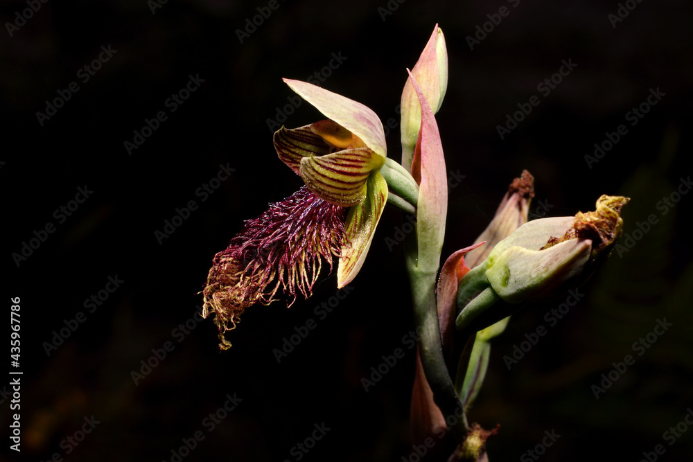 Flower of Calochilus platychilus, the purple beard orchid, Tasmania ...