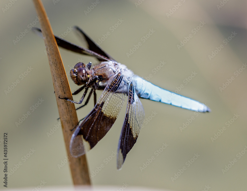 Dragonfly Adult