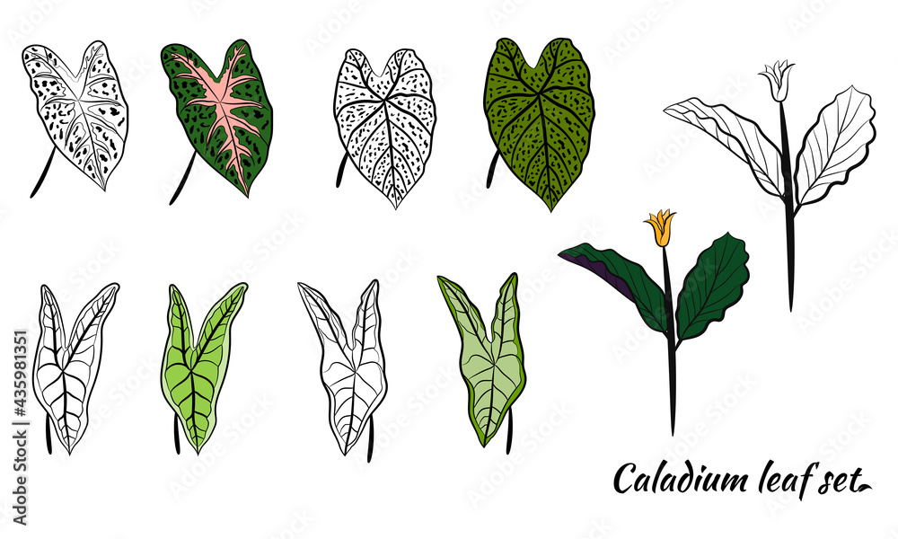 Caladium. Caladium leaf set. The leaves of the caladium plant. Hand ...