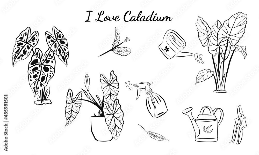 Caladium. Caladium leaf set. The leaves of the caladium plant. Hand ...