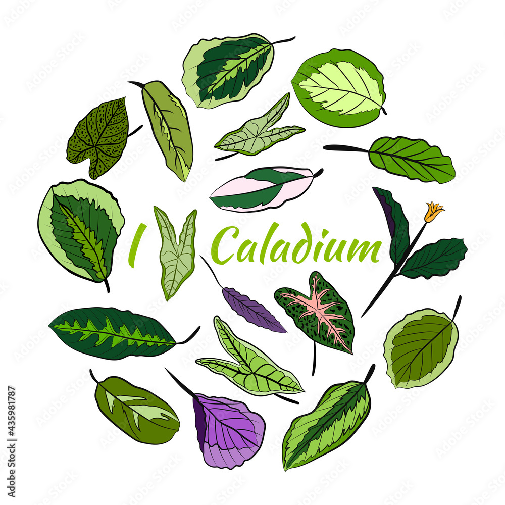 Caladium. Caladium leaf set.The leaves of the caladium plant. Hand ...