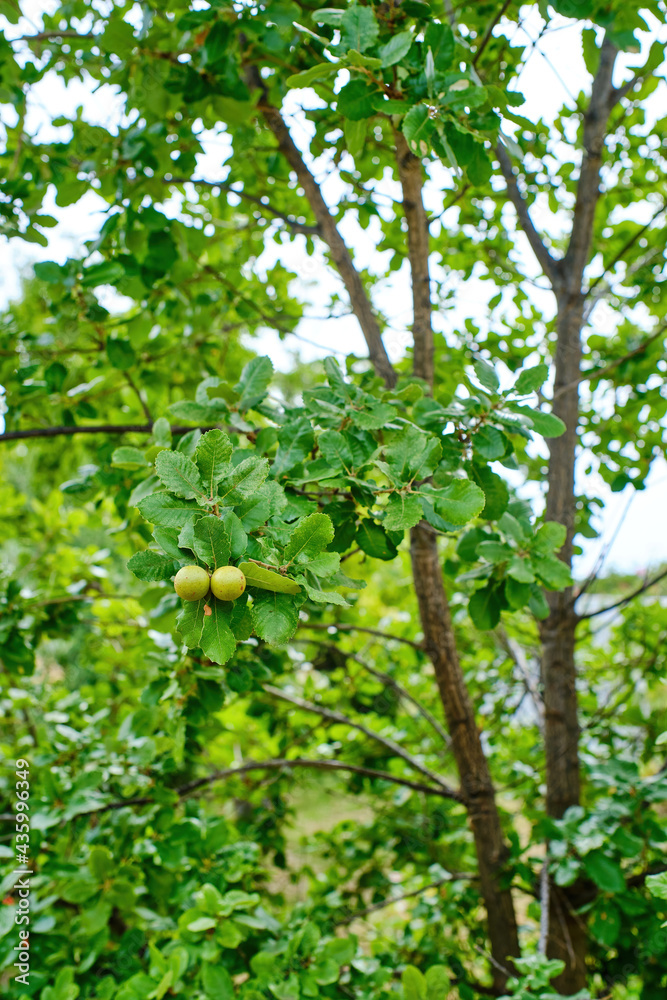 Follaje de quejigo, Quercus faginea. Foto tomada en la provincia de ...