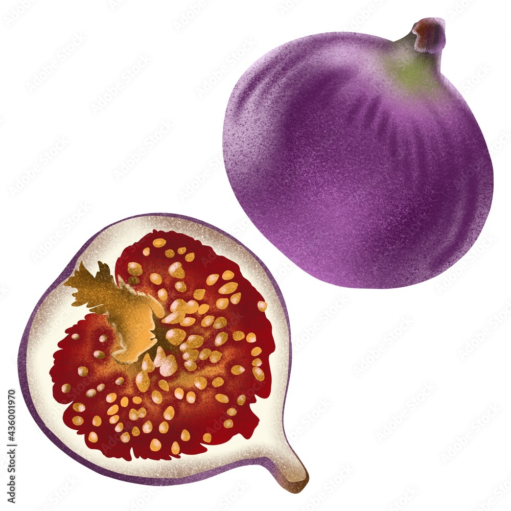 Hand drawing textured cute illustration of fig isolated in on white ...