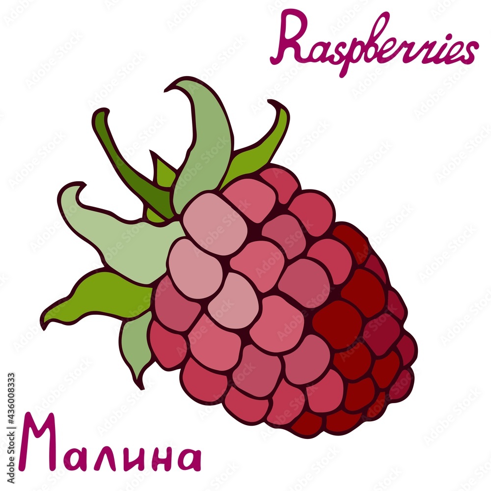 Colored fresh raspberry. Healthy food product. Vector hand drawn flat ...