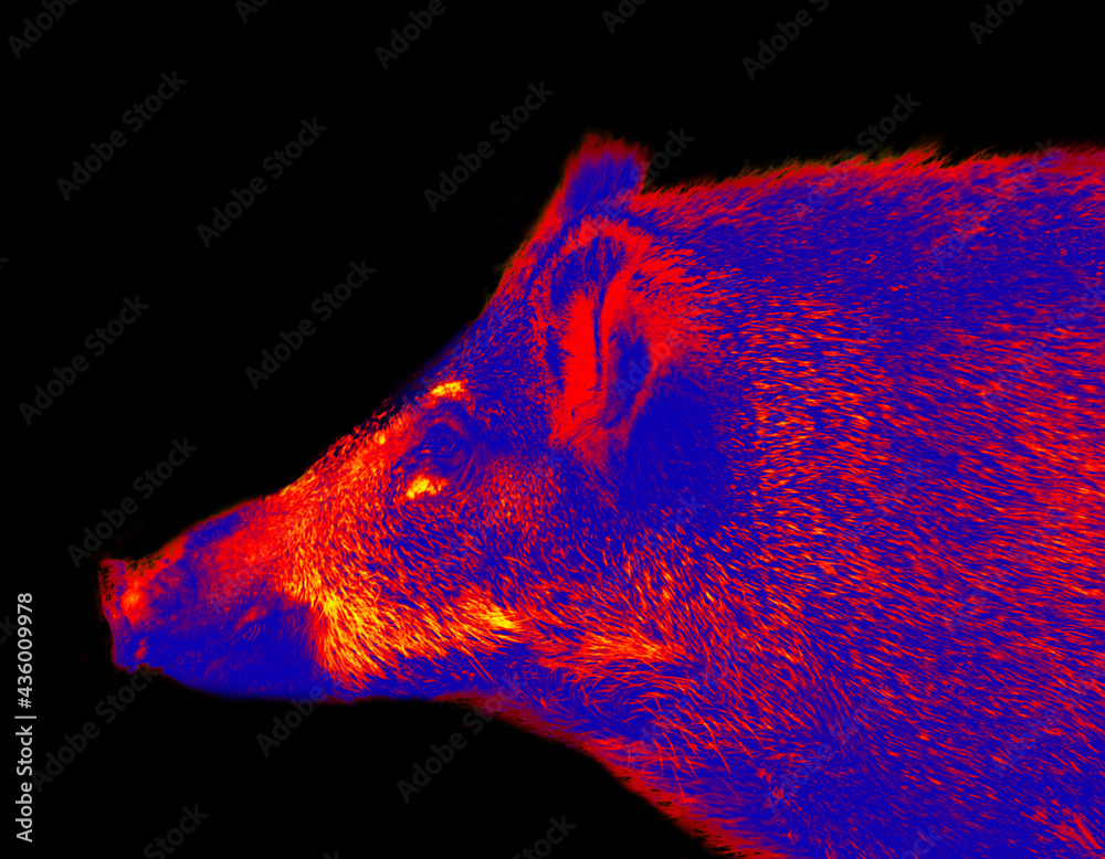 Wild boar in scientific high-tech thermal imager on black background ...