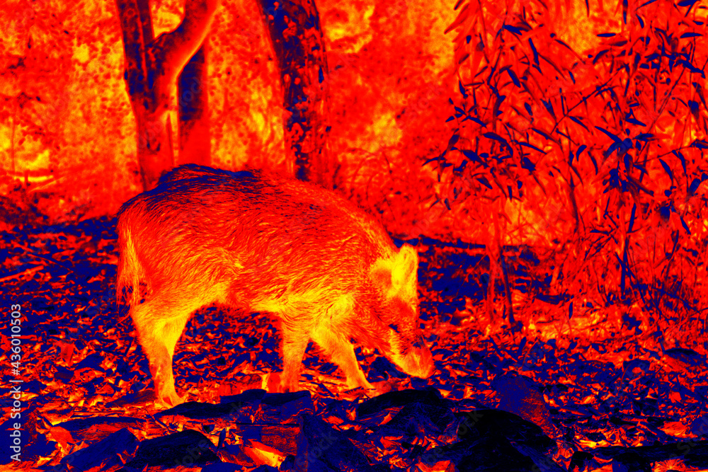 Wild boar in scientific high-tech thermal imager in forest. Animals and ...