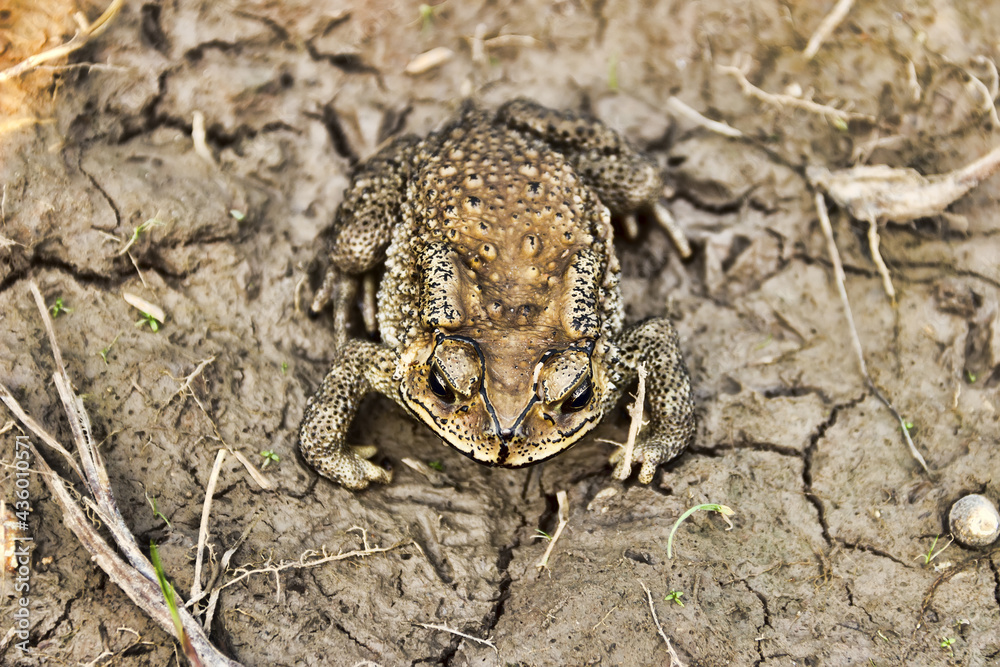 Asian common toad (Bufo melanostictus) as a common animal species of ...