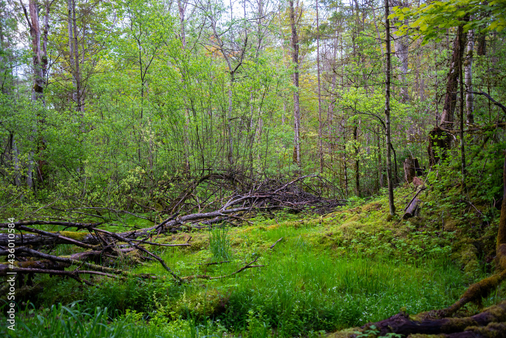 Beautiful forest view with green grass and shrubs. A broken tree in the ...