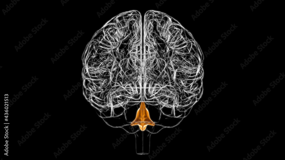 Brain Fourth Ventricles of the Brain Anatomy For Medical Concept 3D ...