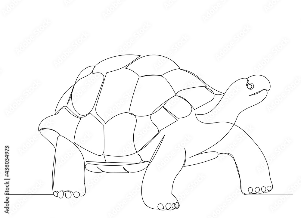turtle continuous line drawing, sketch, isolated Stock Vector | Adobe Stock