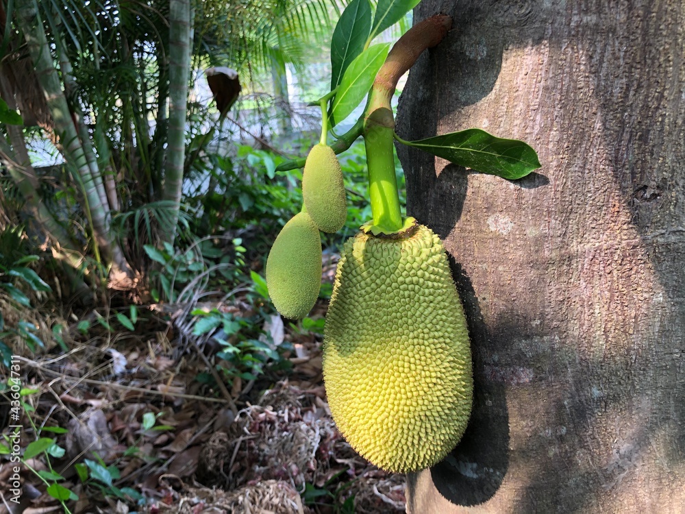 Jackfruits hanging on tree. Jackfruit is most one of tropical fruits in ...