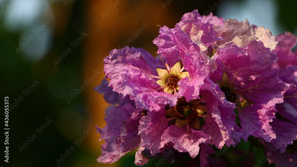 Closeup Queen's Flower or Inthanin flower in Thailand and Lagerstroemia ...