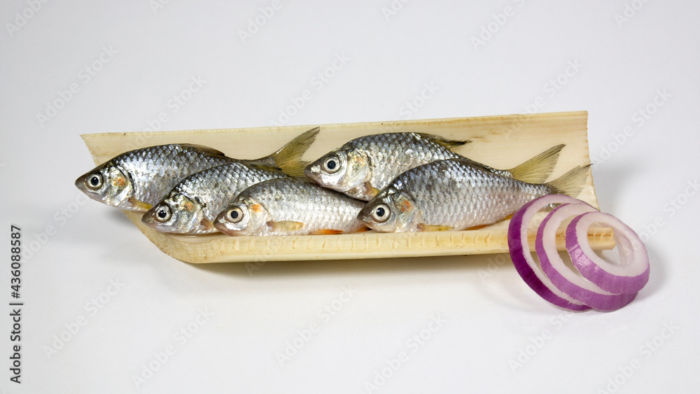 swamp barb or Puthi of Bangladesh on banana stem white in studio. swamp ...